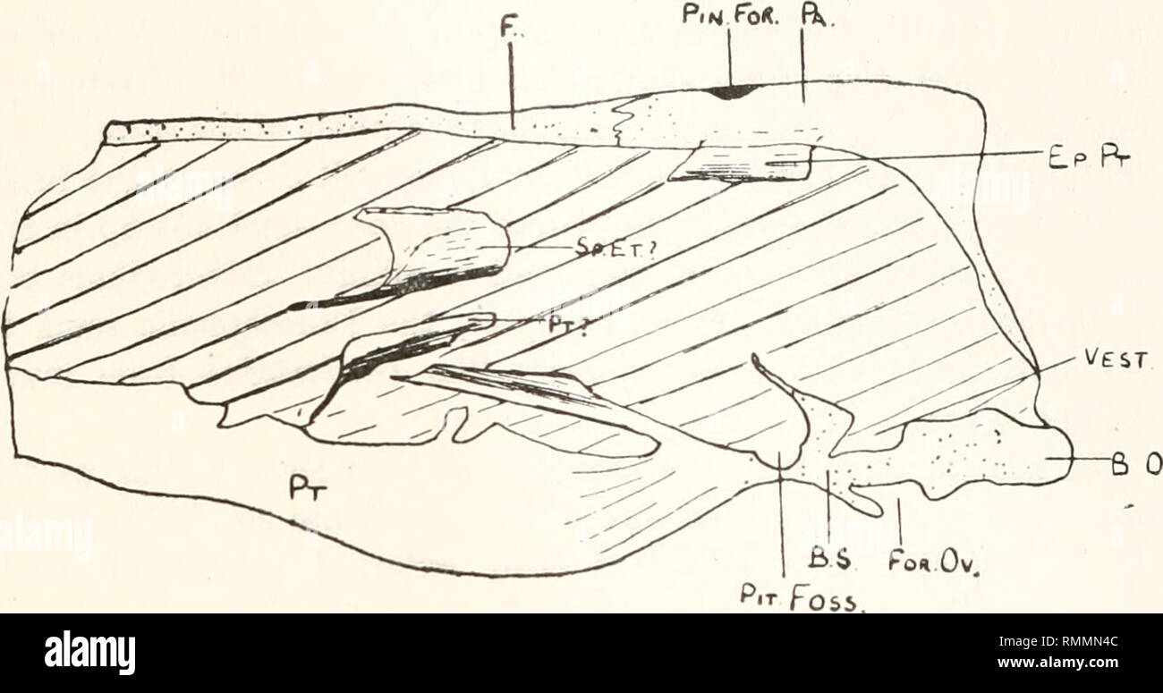 . Annali della South African Museum. Annale van die Suid-Afrikaanse ...