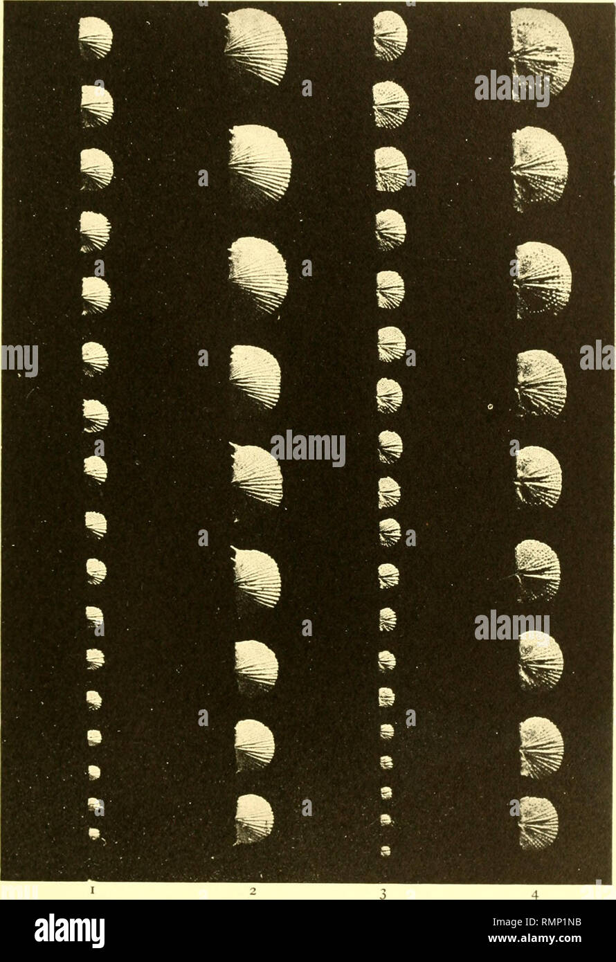 . Annali di Carnegie Museum. Carnegie Museum; Carnegie Museum di Storia ...