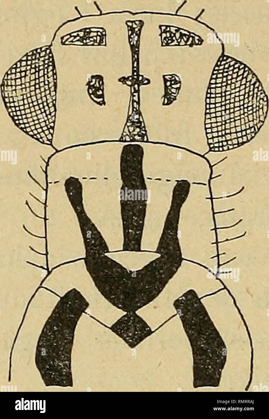 . Annali del Museo civico di Storia Naturale Giacomo Doria. Storia ...