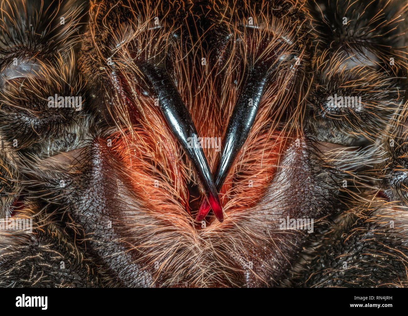 Tarantola del deserto occidentale immagini e fotografie stock ad alta ...