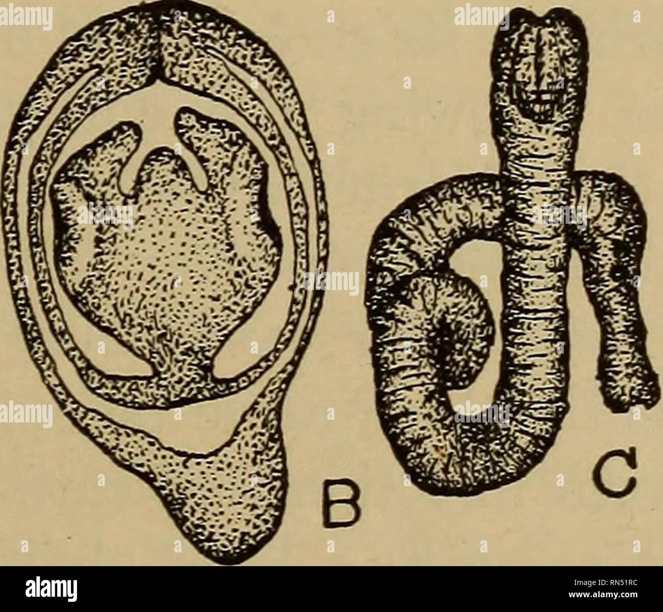 . Parassiti animali e malattia umana. Medical parassitologia; insetti ...