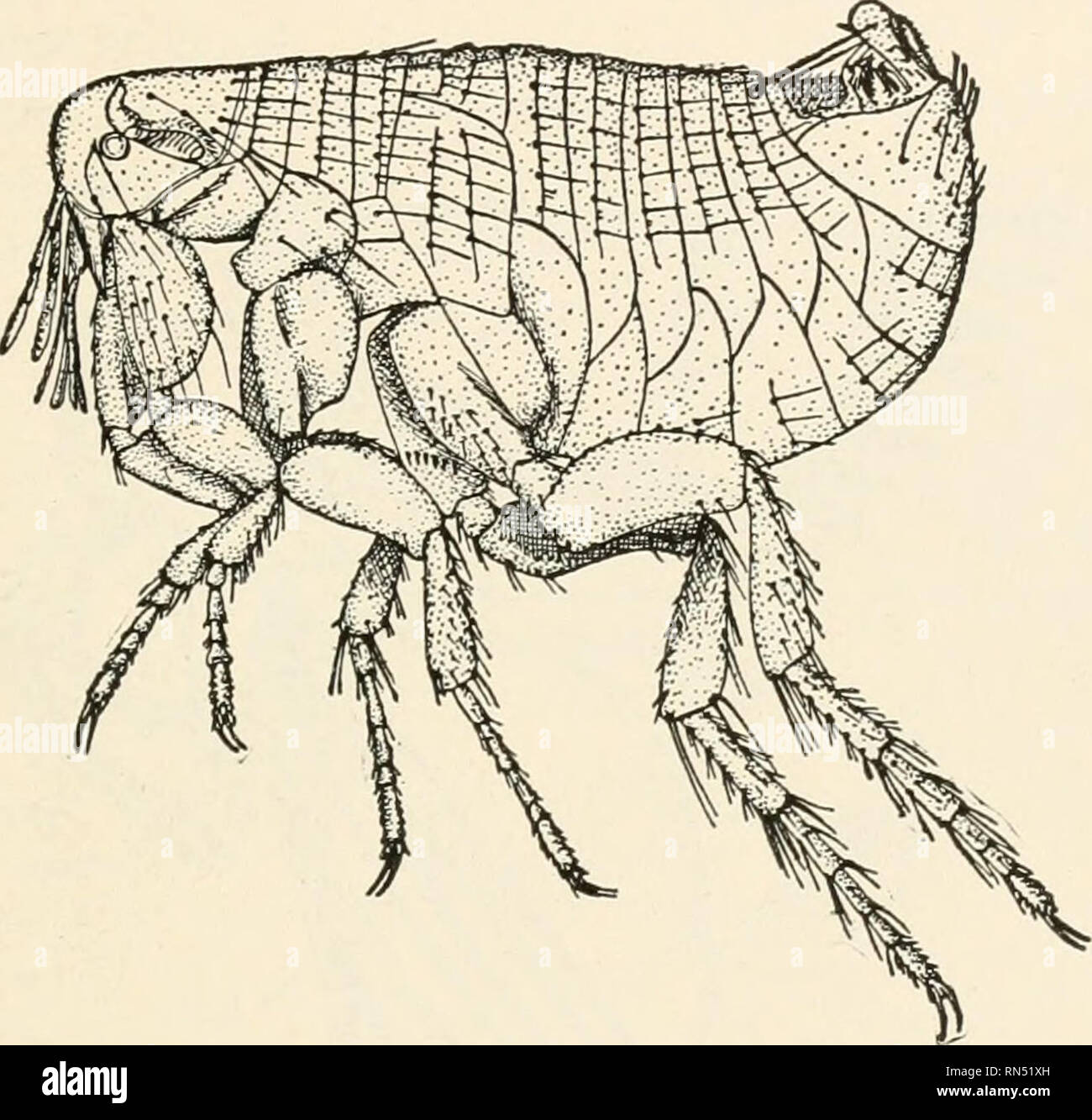 Pulce di xenopsylla cheopis immagini e fotografie stock ad alta ...
