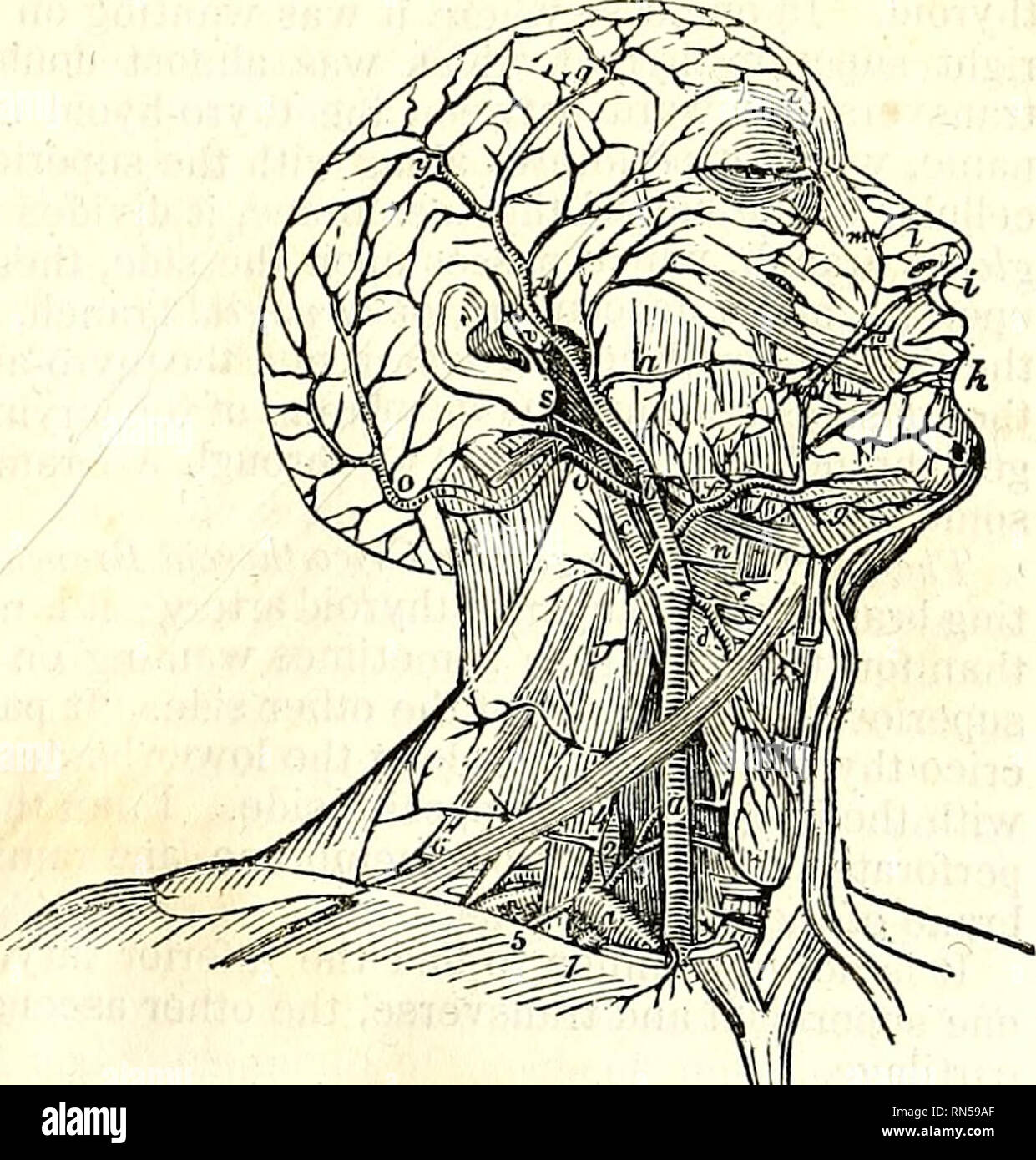 . La parte anatomica del corpo umano. Anatomia umana; Anatomia. La ...
