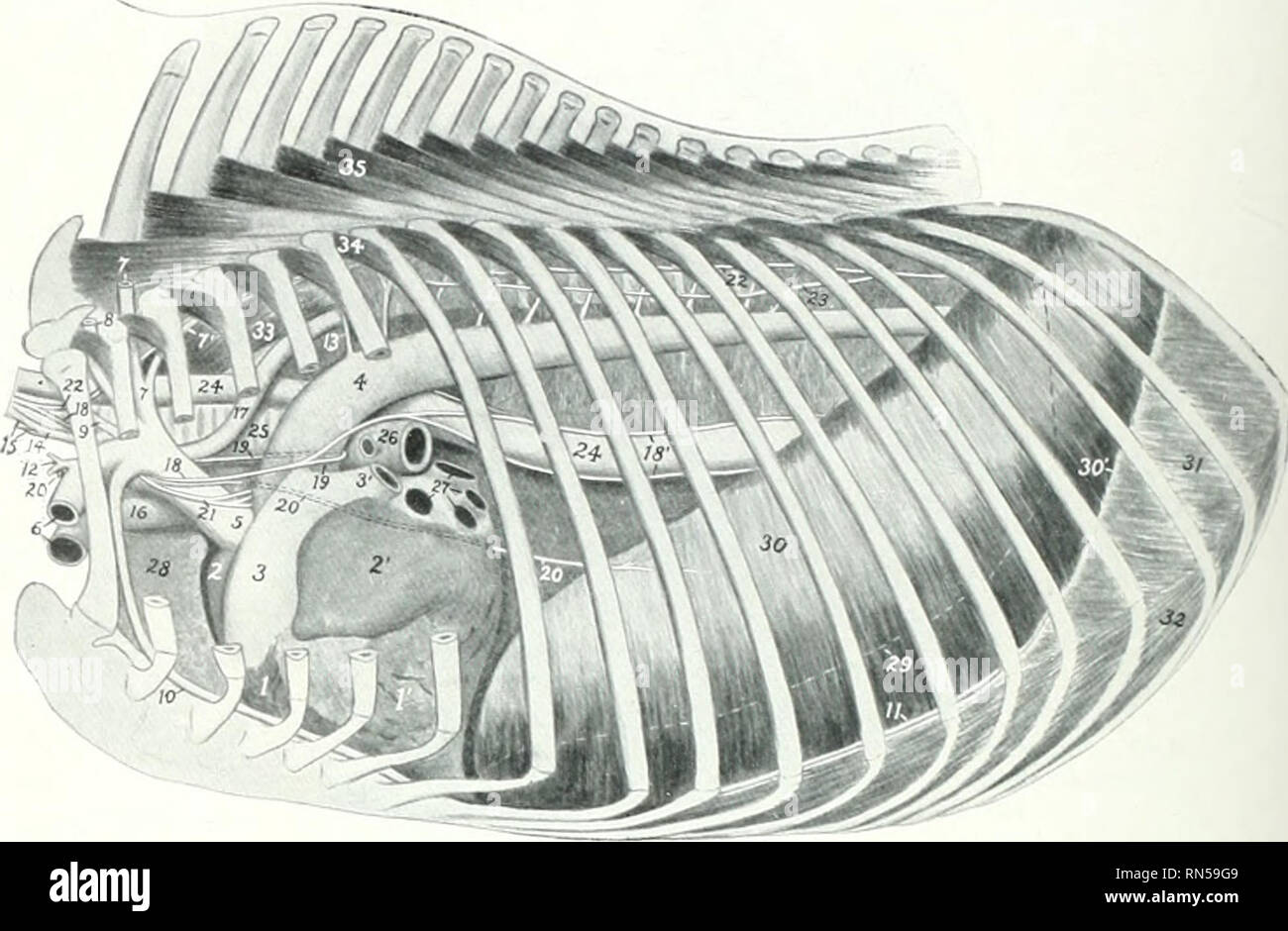 Sistema vascolare del cavallo immagini e fotografie stock ad alta ...