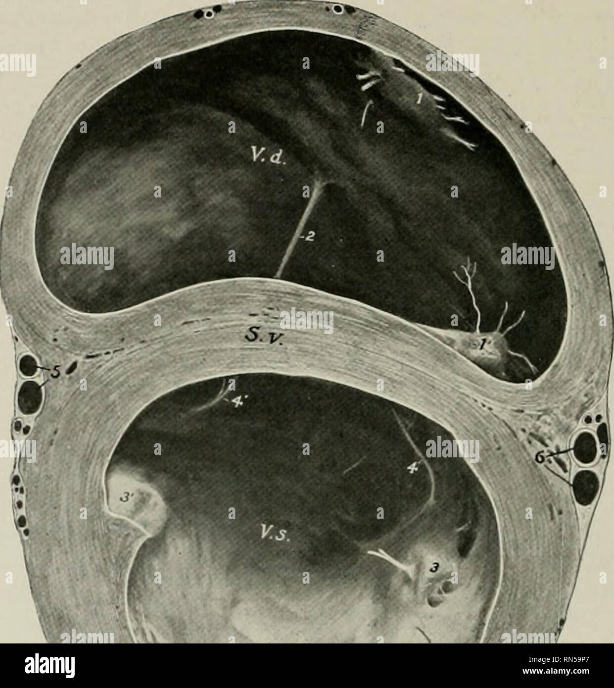. L'anatomia di animali domestici. Anatomia Veterinaria. 626 sangue ...
