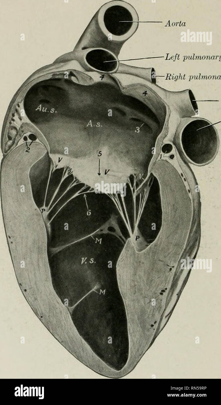 . L'anatomia di animali domestici. Anatomia Veterinaria. 622 sangue ...