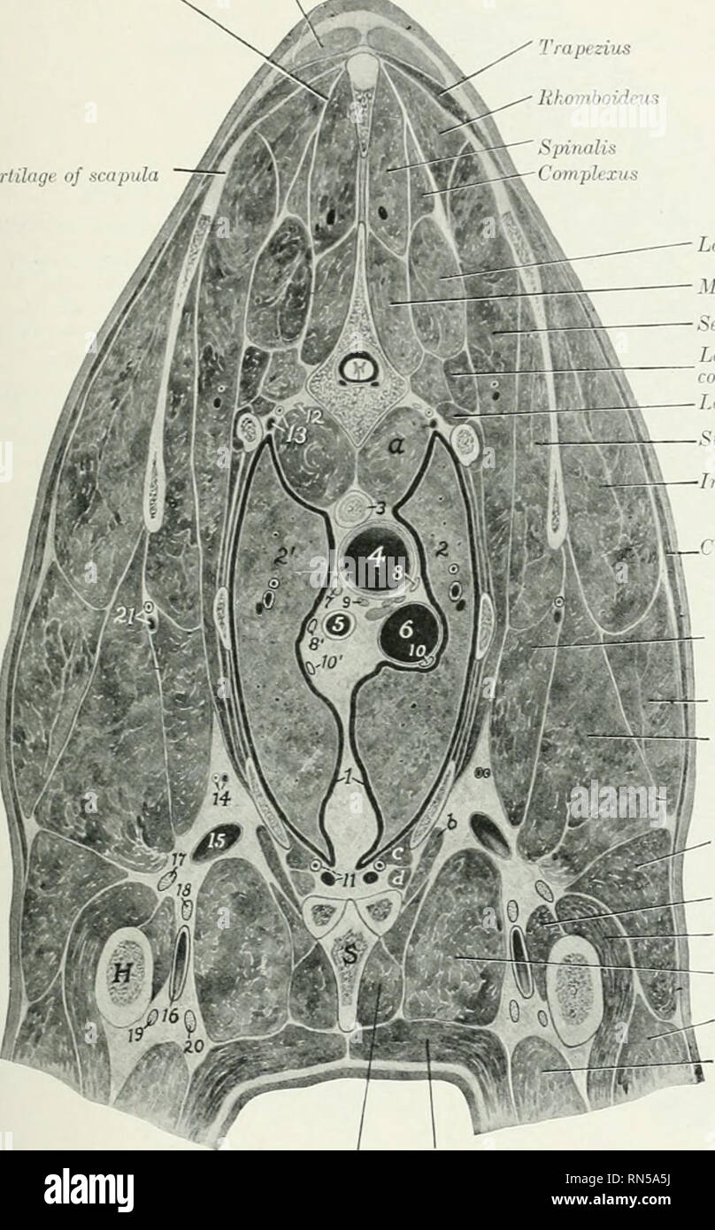 Extensor carpi radialis horse immagini e fotografie stock ad alta ...