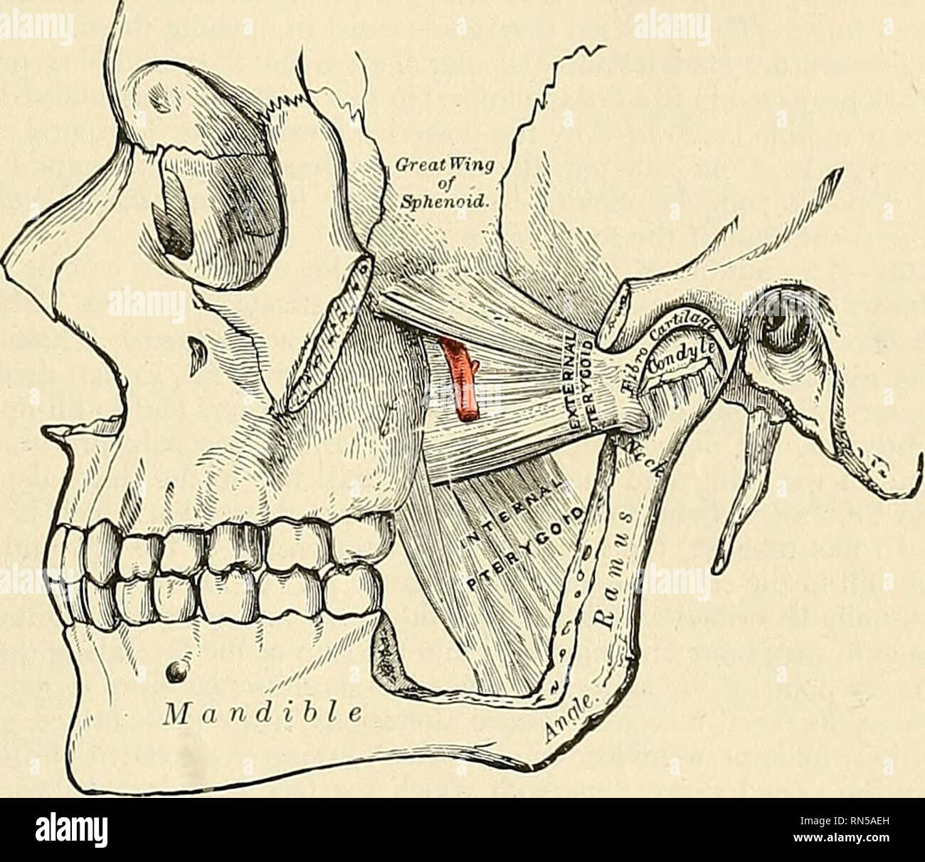 . Anatomia, descrittivo e applicata. Anatomia. La regione ...