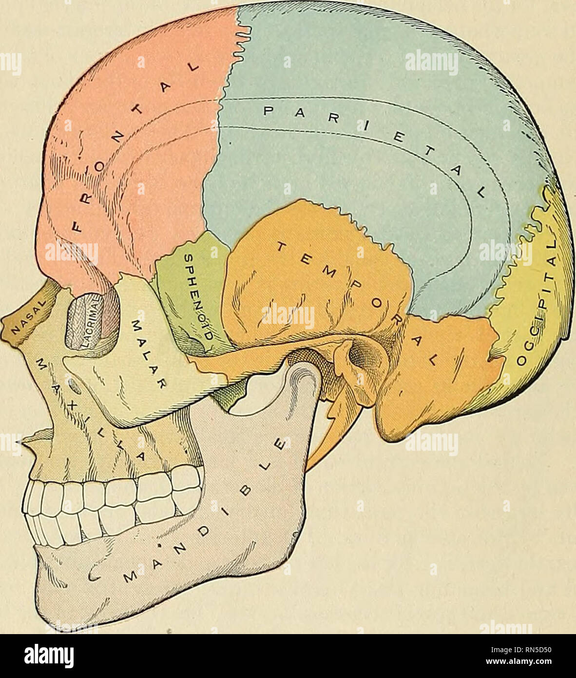. Anatomia, descrittivo e applicata. Anatomia. 132 Anatomia speciale ...