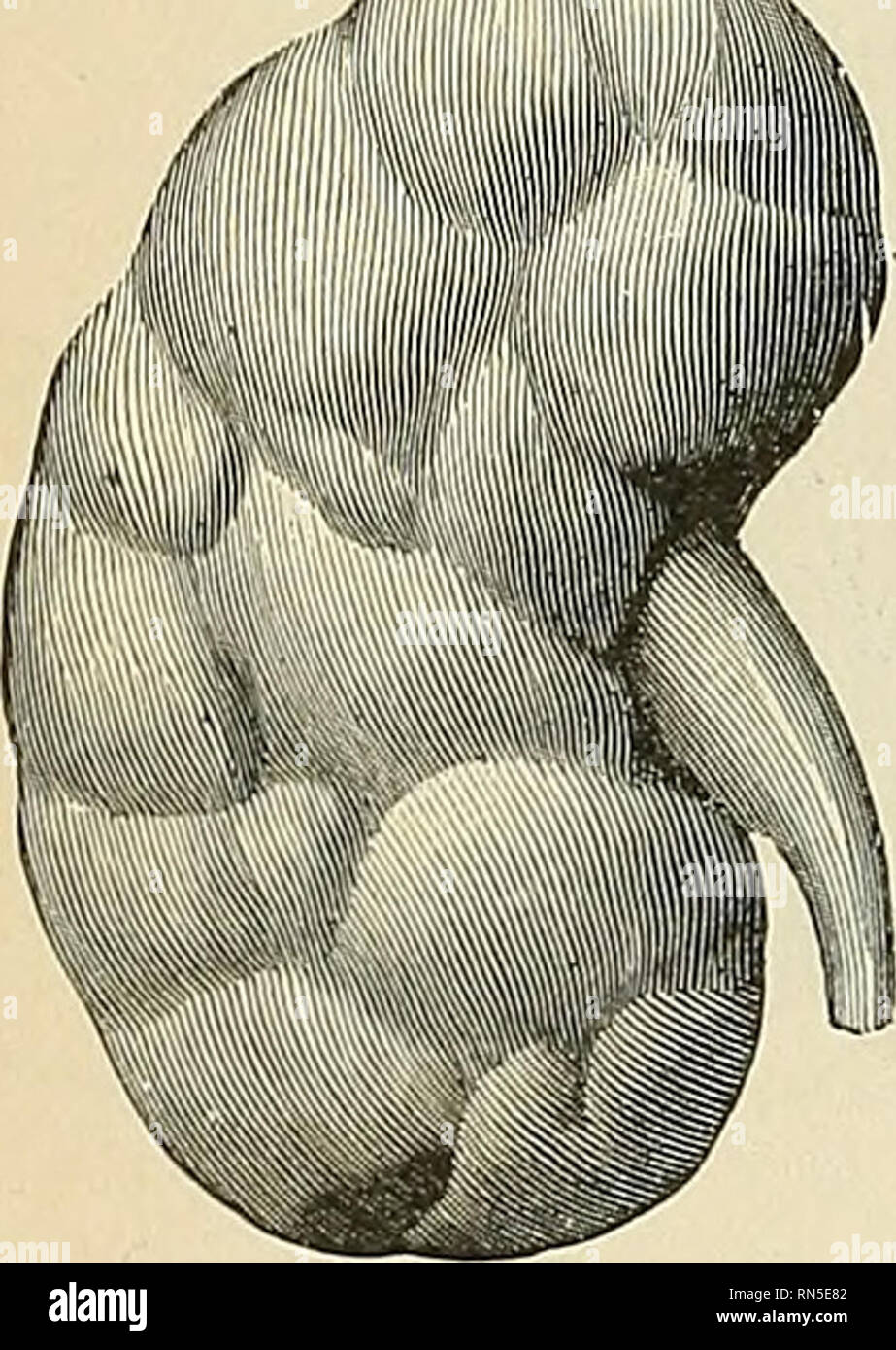 . Anatomia, descrittivo e applicata. Anatomia. 1354 La UBINOGENITAL ...