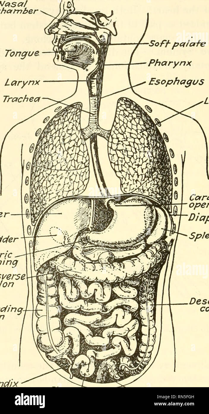 Faringe Ed Esofago Immagini e Fotos Stock - Alamy