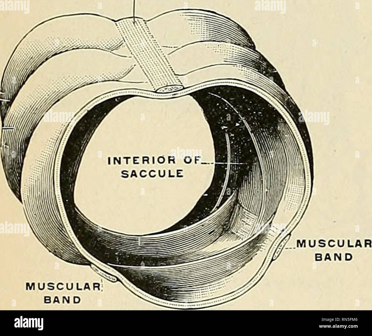 . Anatomia, descrittivo e applicata. Anatomia. ACCULATIONS PENDtCES ...