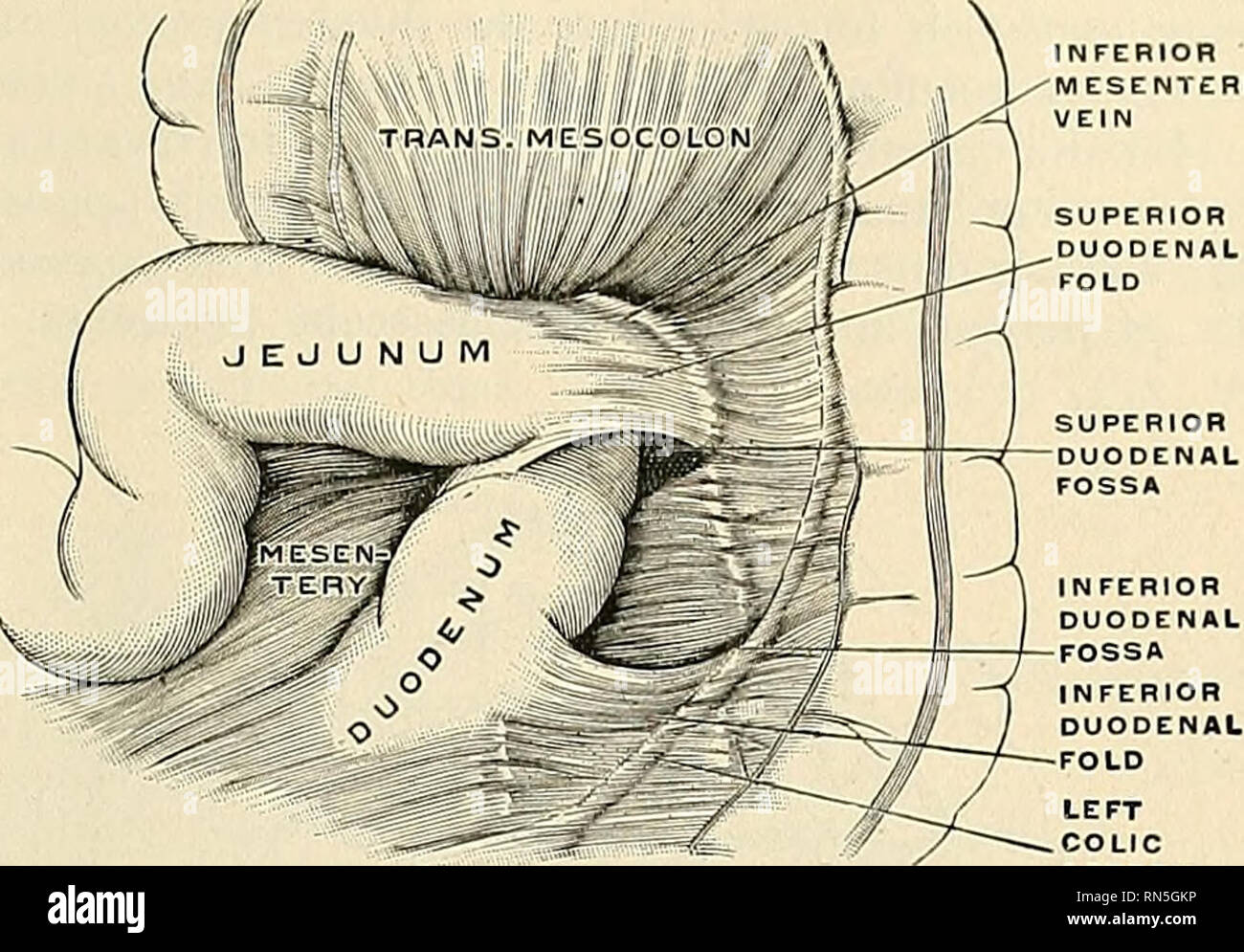 . Anatomia, descrittivo e applicata. Anatomia. Il peritoneo 1265 circa ...
