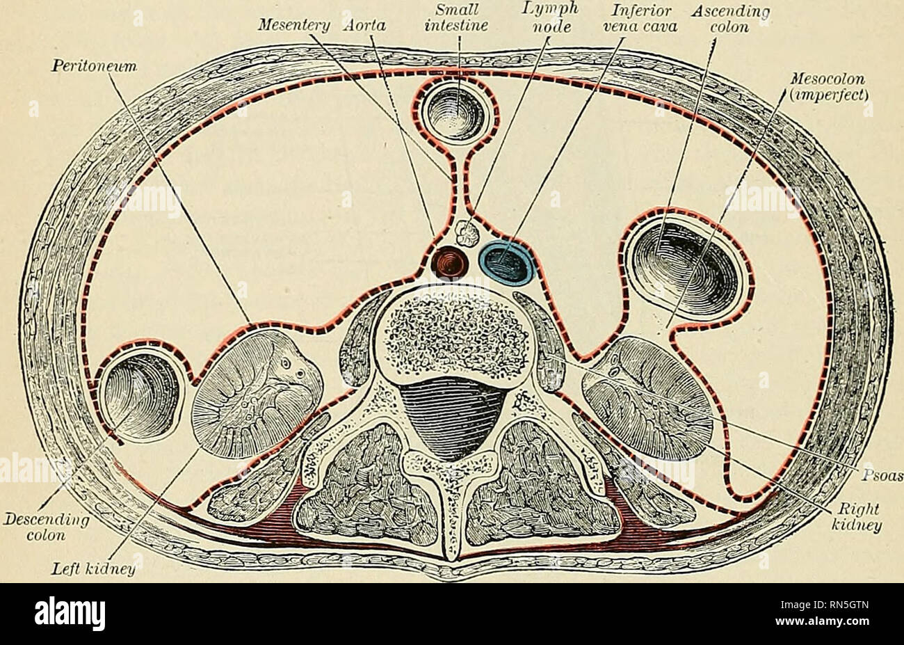 . Anatomia, descrittivo e applicata. Anatomia. 1258 gli organi della ...