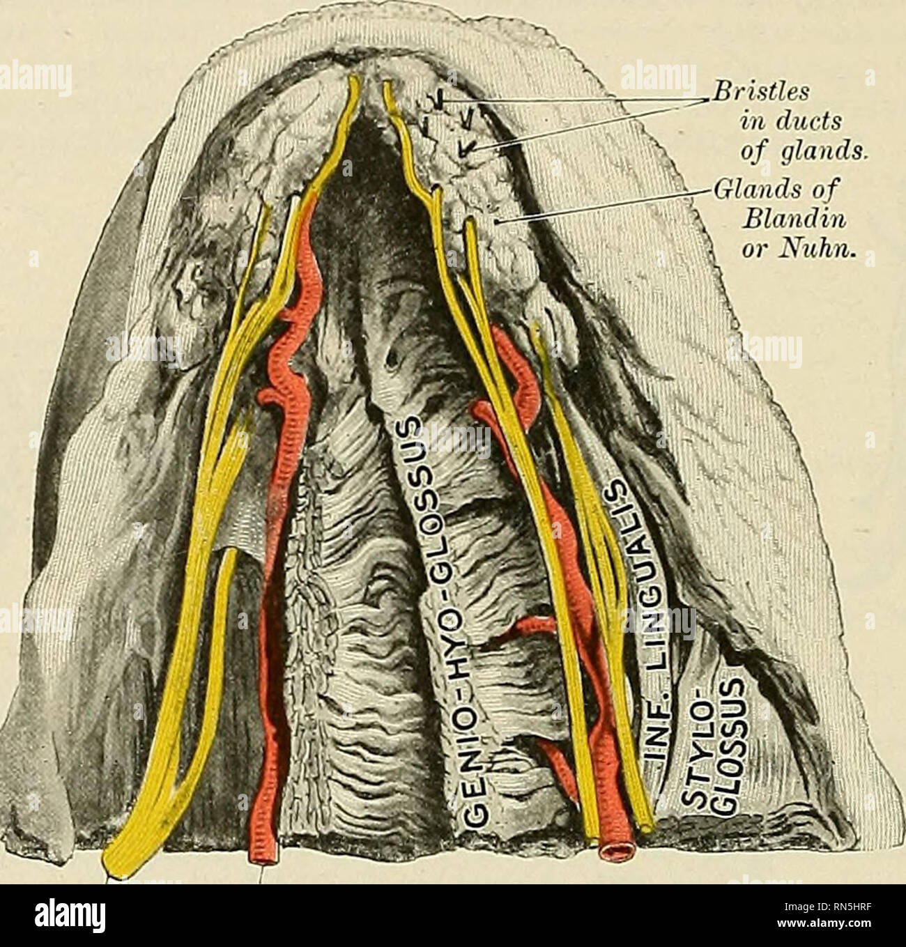 Anatomia Do Frenulo Lingual