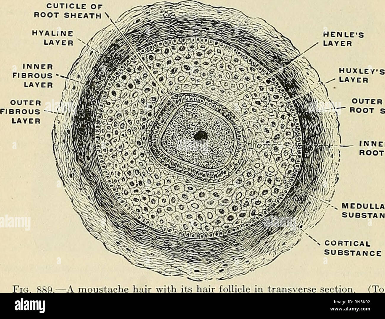 Fibrous root structure immagini e fotografie stock ad alta risoluzione ...
