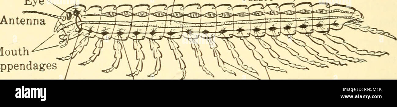 Simmetria bilaterale del corpo immagini e fotografie stock ad alta ...
