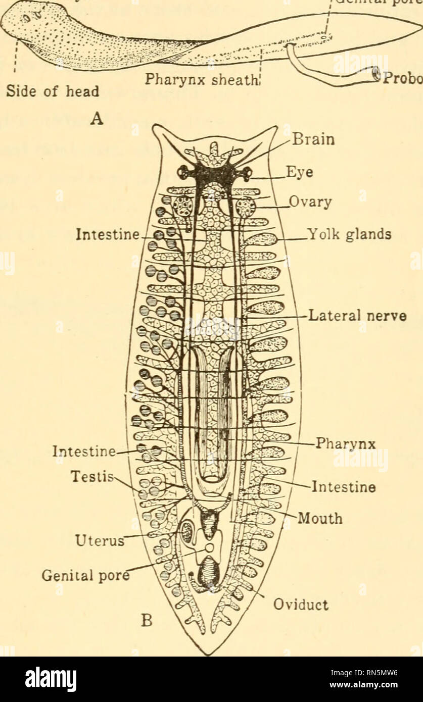 . Biologia animale. Biologia; Zoologia; fisiologia. Sondaggio di ...