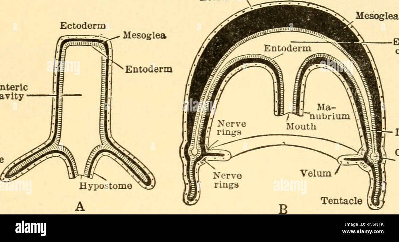 Obelia medusa immagini e fotografie stock ad alta risoluzione - Alamy
