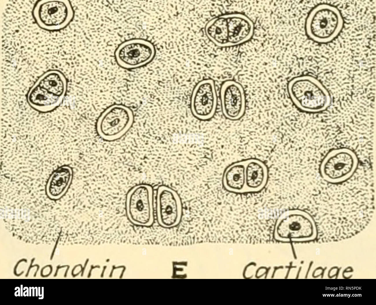 . Biologia animale. Zoologia; biologia. Fascio di fibra di cella di ...
