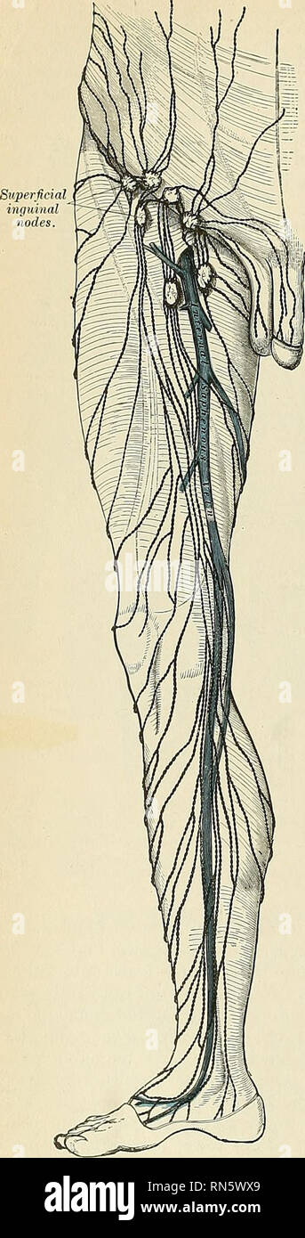 . Anatomia, descrittivo e applicata. Anatomia. 786 i sistemi vascolari ...