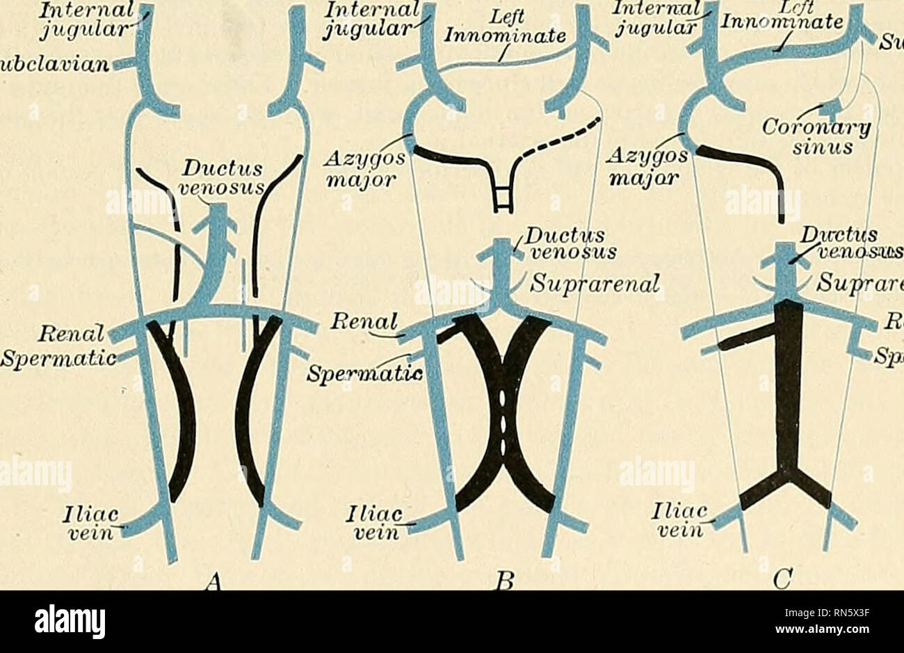 Ductus venosus immagini e fotografie stock ad alta risoluzione - Alamy