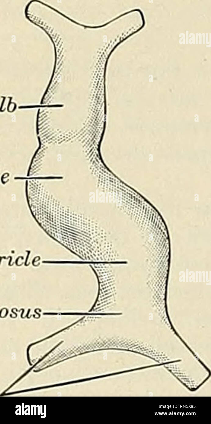 . Anatomia, descrittivo e applicata. Anatomia. Villi coriali maiale ...