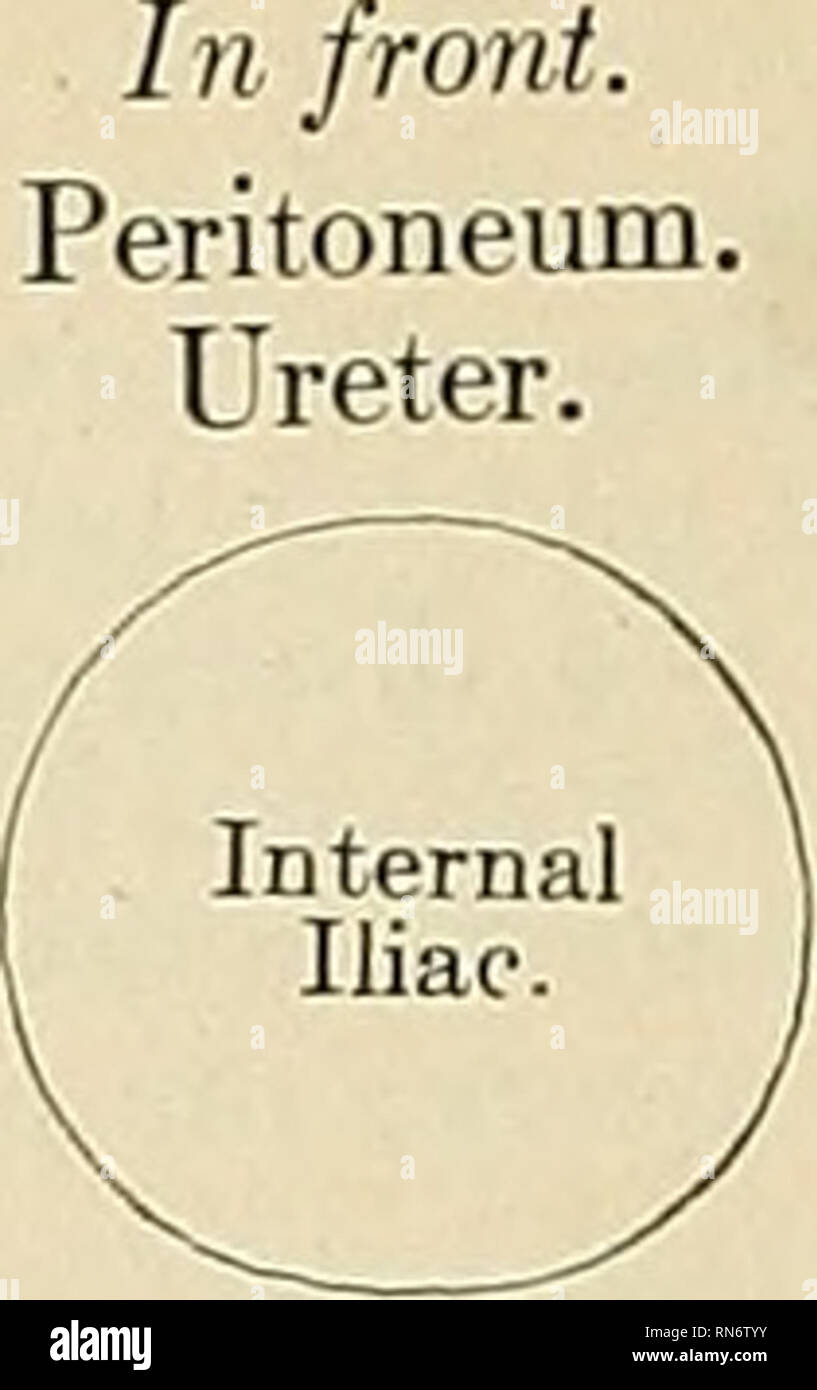 Arteria Iliaca Interna Immagini e Fotos Stock - Alamy