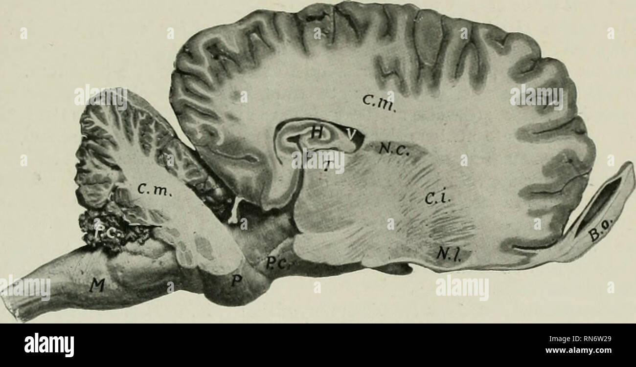 Anatomia dell'ippocampo immagini e fotografie stock ad alta risoluzione ...