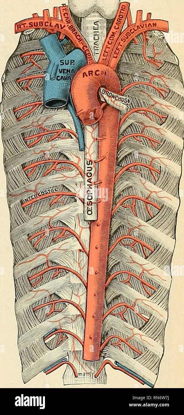 . Anatomia, descrittivo e applicata. Anatomia. L'aorta discendente 655 ...