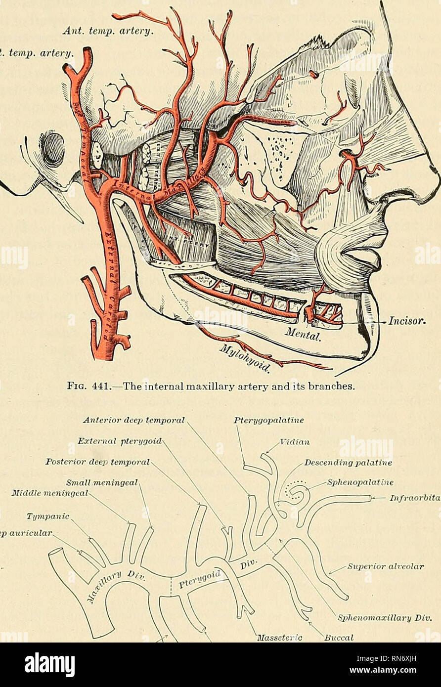 . Anatomia, descrittivo e applicata. Anatomia. La arteria carotide ...