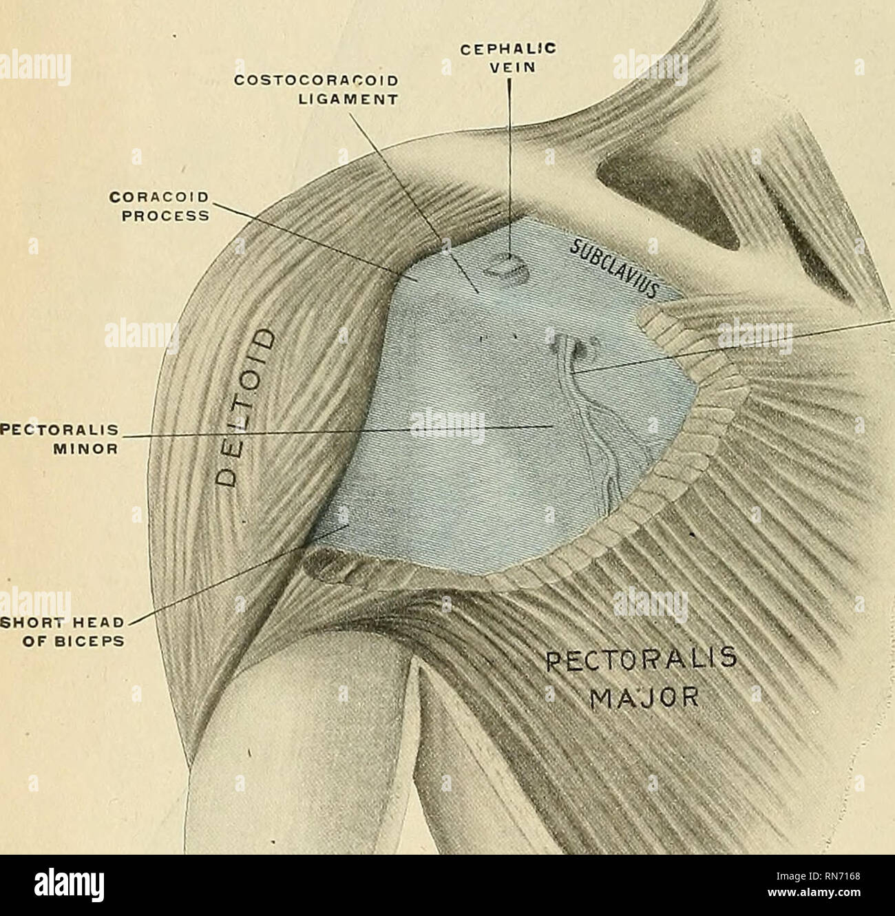 . Anatomia, descrittivo e applicata. Anatomia. 458 I MUSCOLI E FASCIjE ...