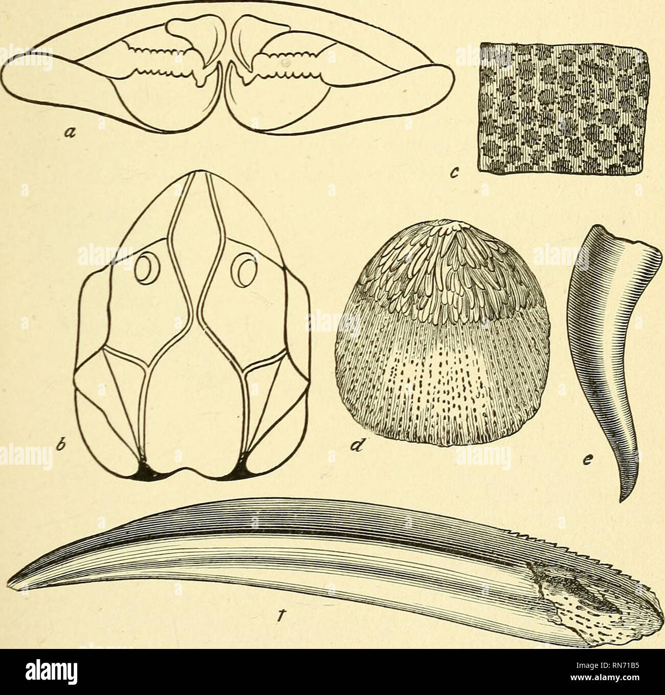 Fossili Del Periodo Devoniano Immagini e Fotos Stock - Alamy