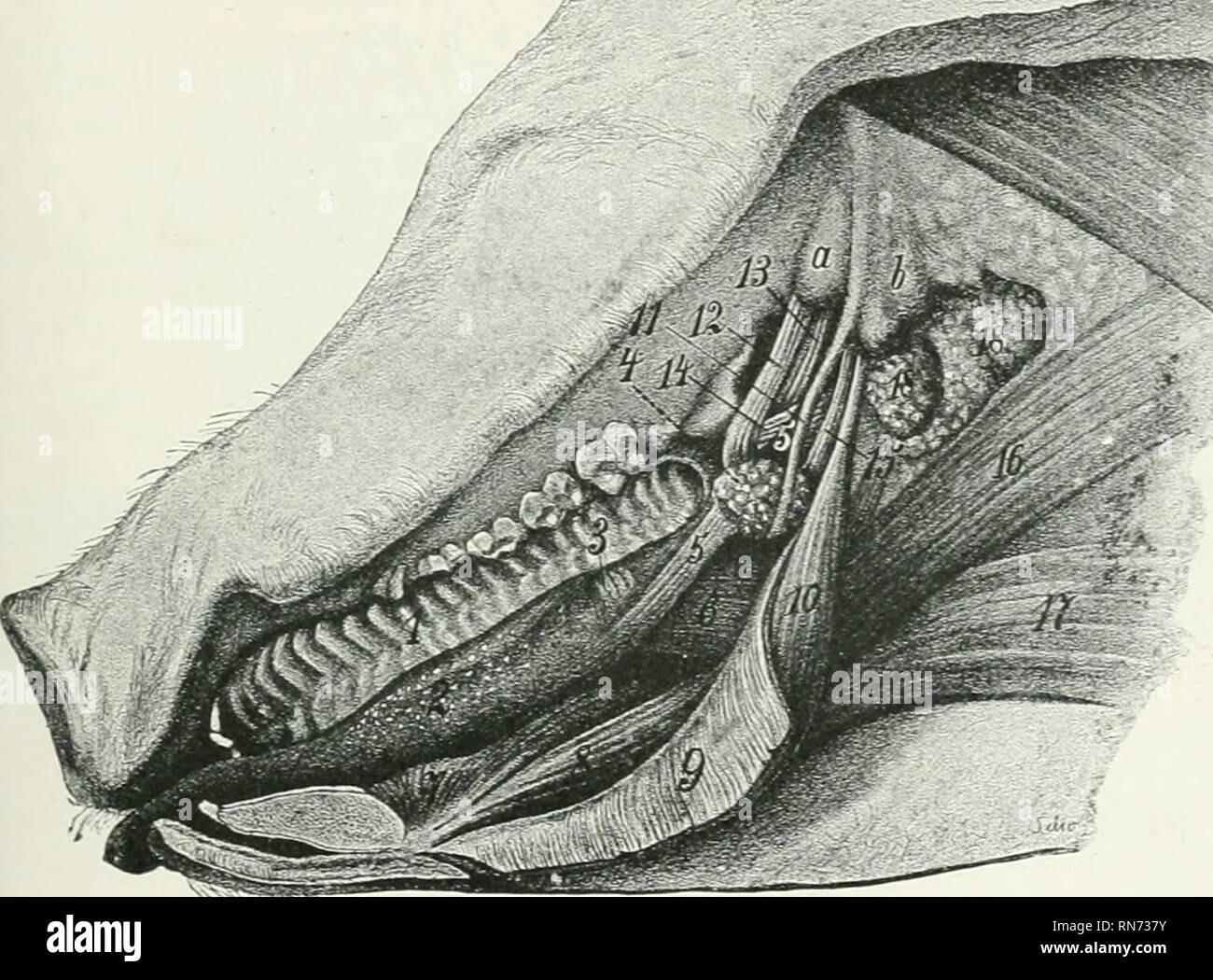 . L'anatomia di animali domestici. Anatomia Veterinaria. La bocca 481 ...