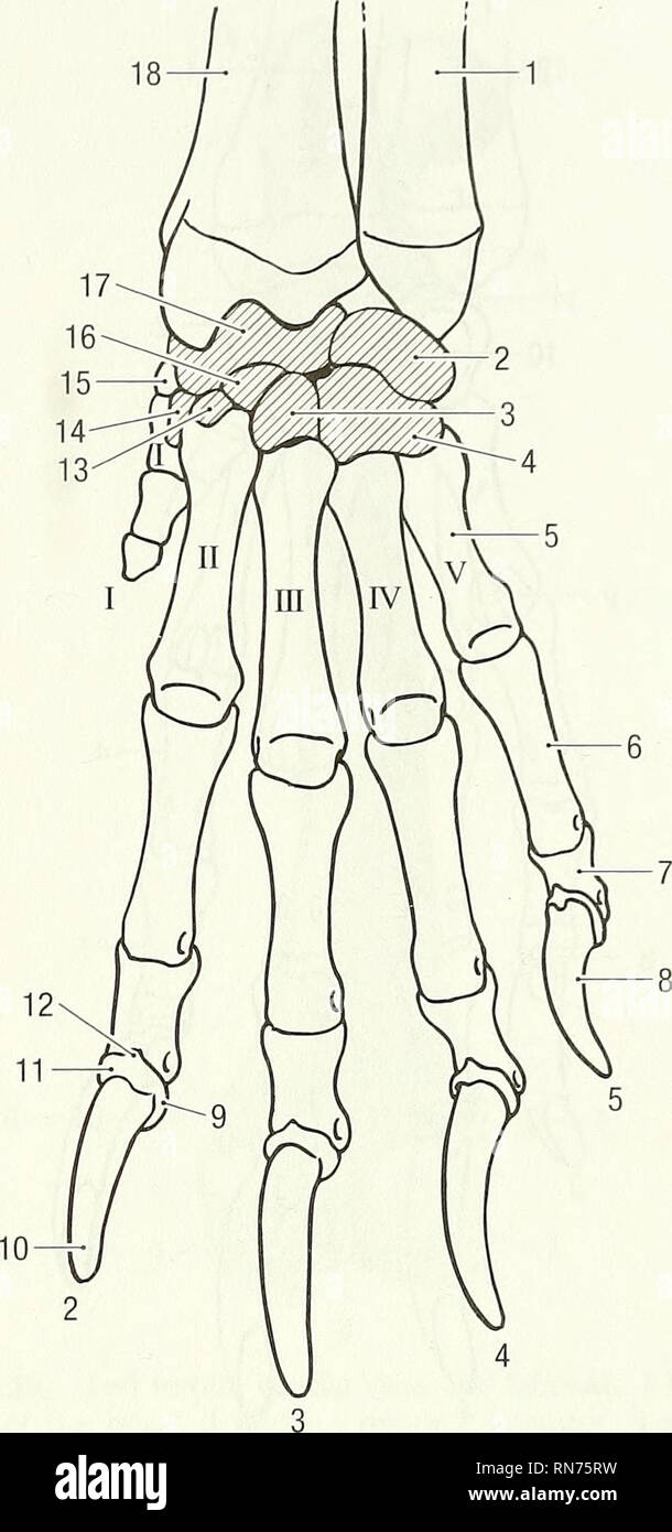 Processo stiloideo ulnare immagini e fotografie stock ad alta ...
