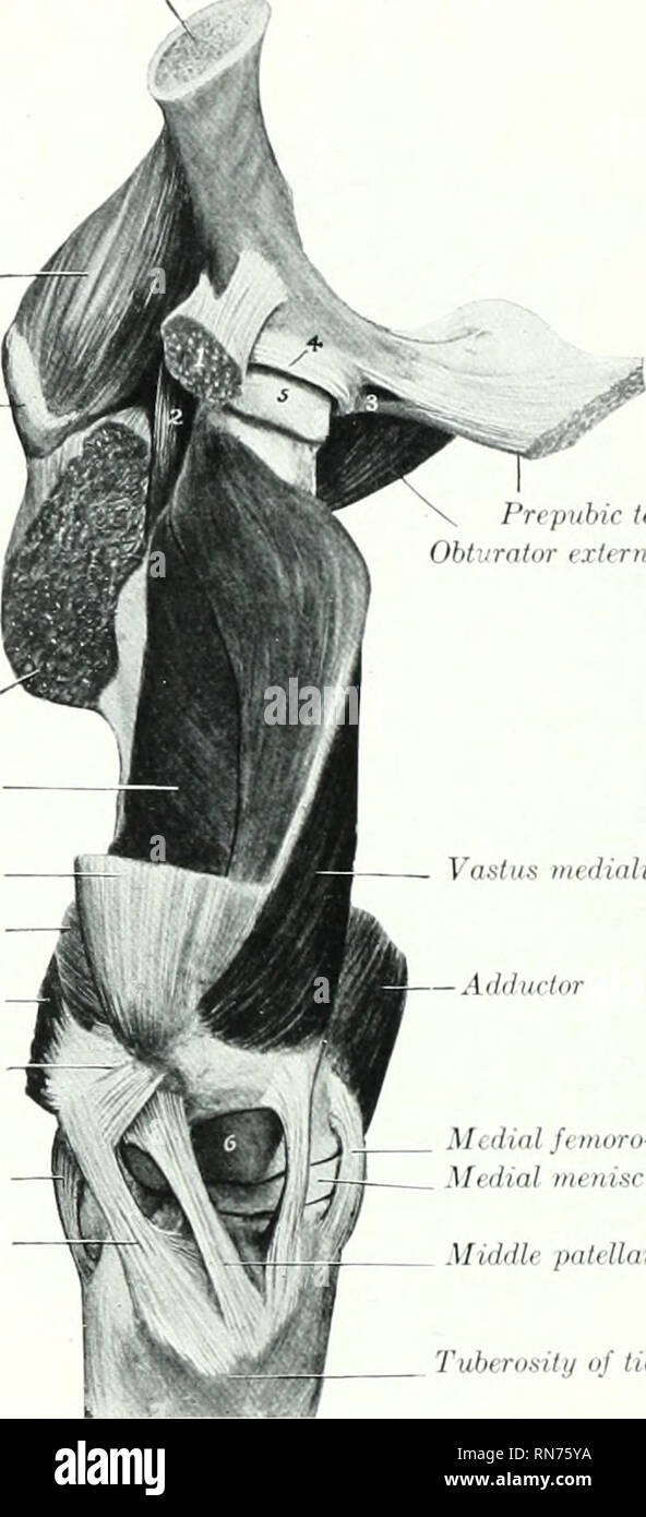 . L'anatomia di animali domestici. Anatomia Veterinaria. 332 FASCIA E ...