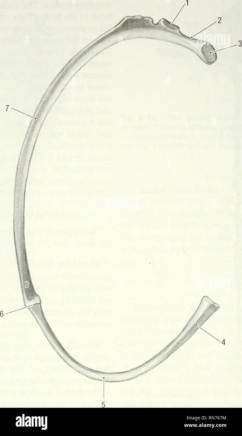 . Anatomia della marmotta (Marmota monax). Marmotta; mammiferi. 28 ...