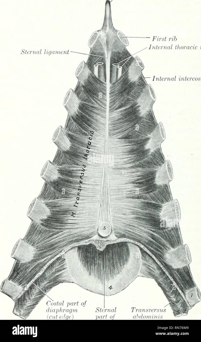 . L'anatomia di animali domestici. Anatomia Veterinaria. 284 FASCLE e ...