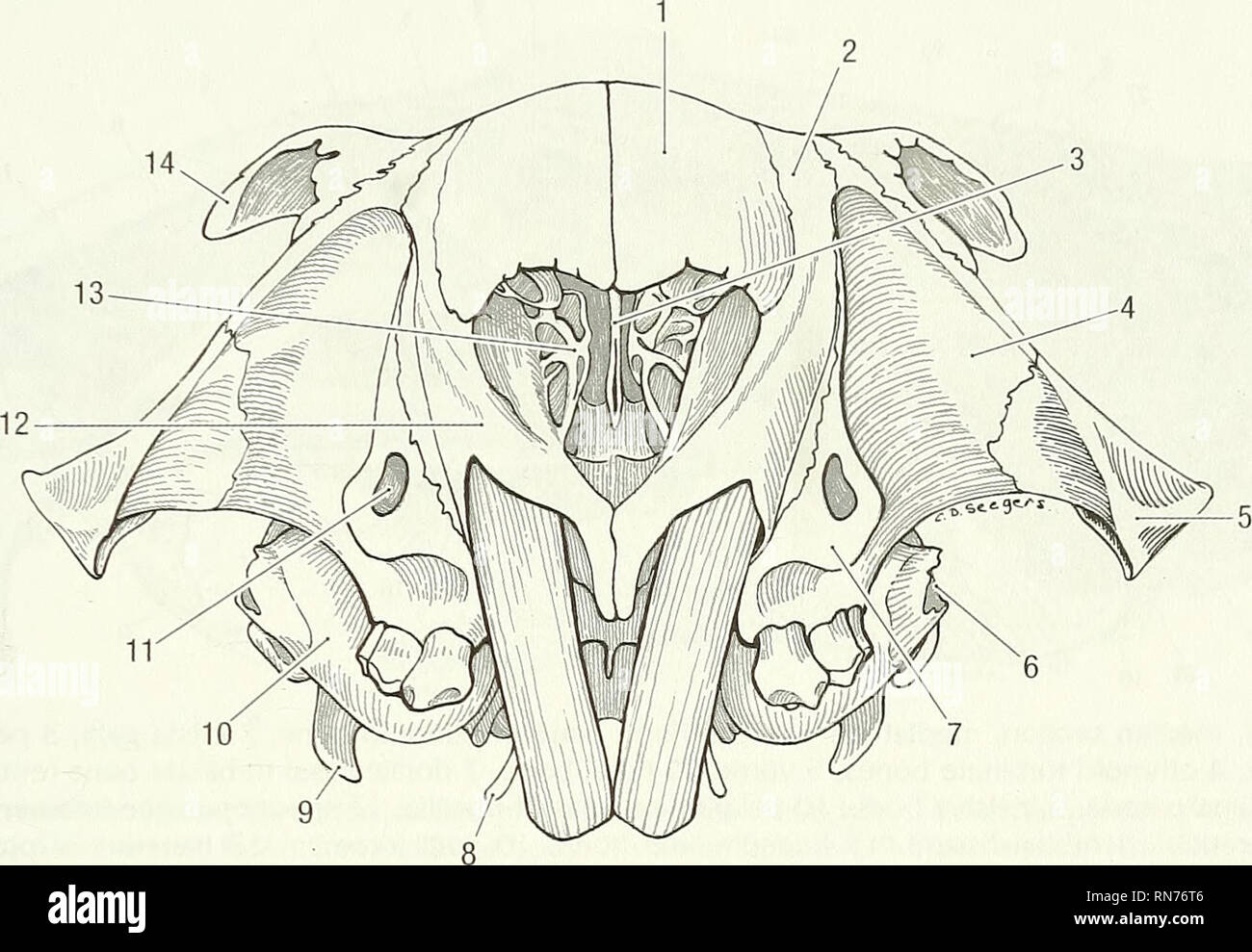 Infraorbital foramen Immagini e Fotos Stock - Alamy