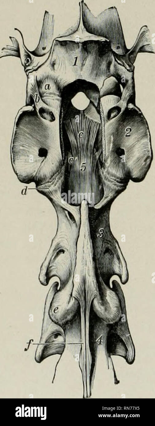 Vertebre coccigee immagini e fotografie stock ad alta risoluzione - Alamy