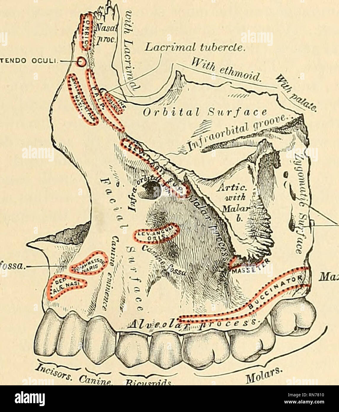 . Anatomia, descrittivo e applicata. Anatomia. La mascella 101 la ...