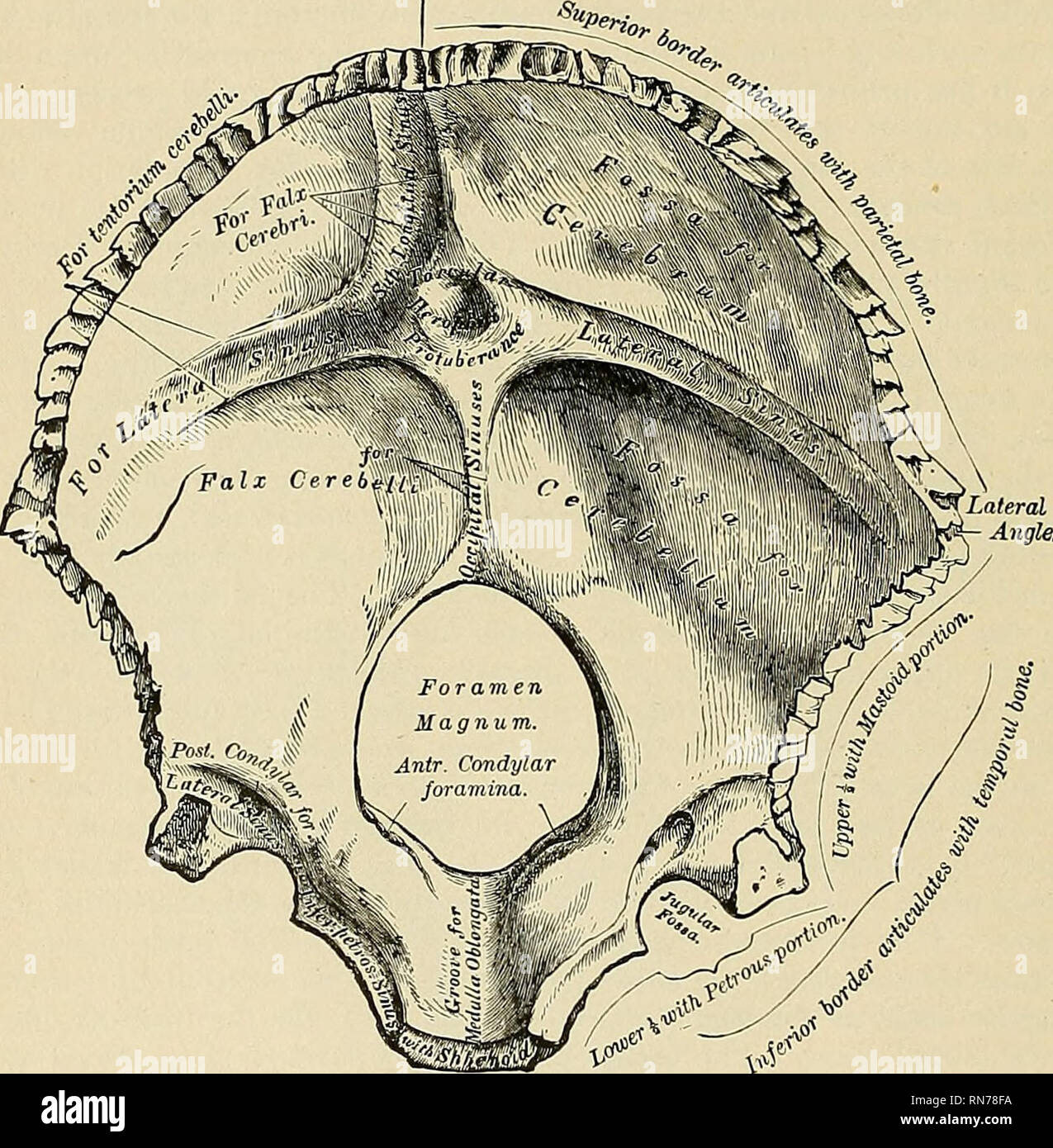 Seno sagittale superiore immagini e fotografie stock ad alta ...