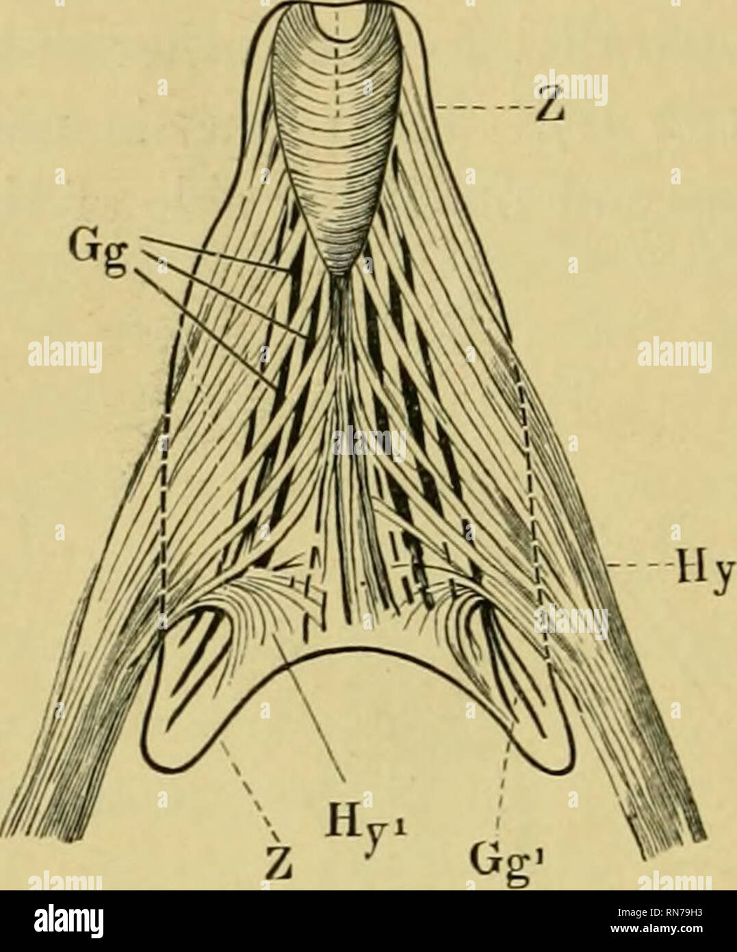 . L'anatomia della rana. Rane -- anatomia; Anfibi -- anatomia. 282 IL ...