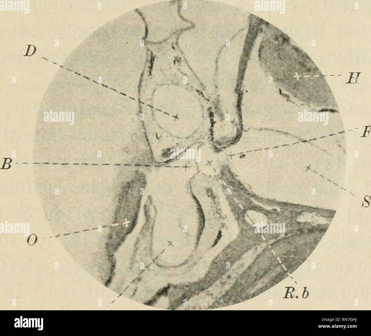. Anatomischer Anzeiger. Anatomia, comparativo, Anatomia, comparativo ...