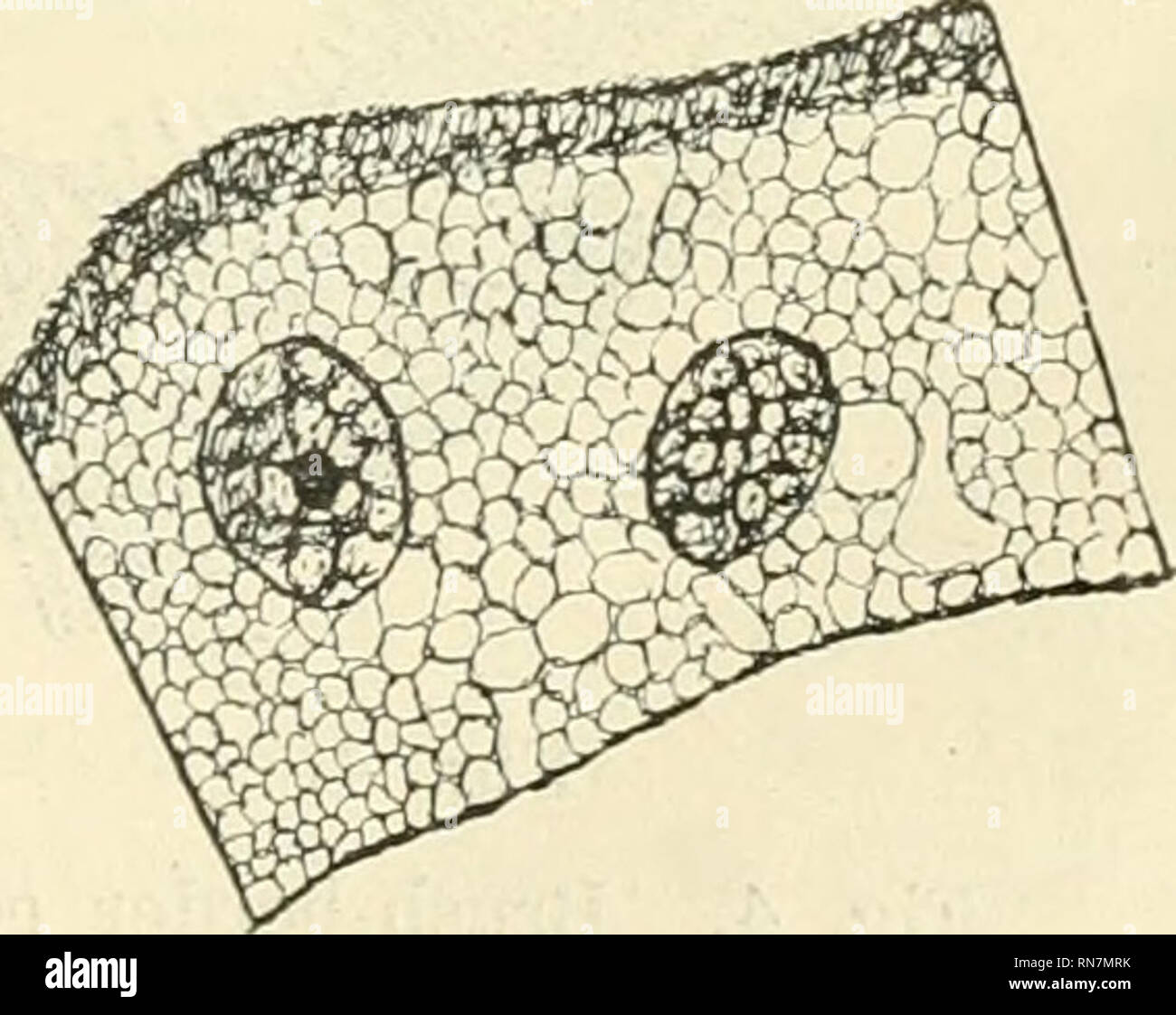 Cellule epiteliali tubuli immagini e fotografie stock ad alta ...