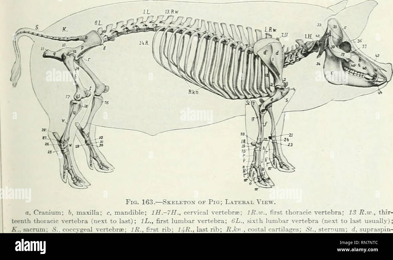 . L'anatomia di animali domestici. Anatomia Veterinaria. Scheletro di ...