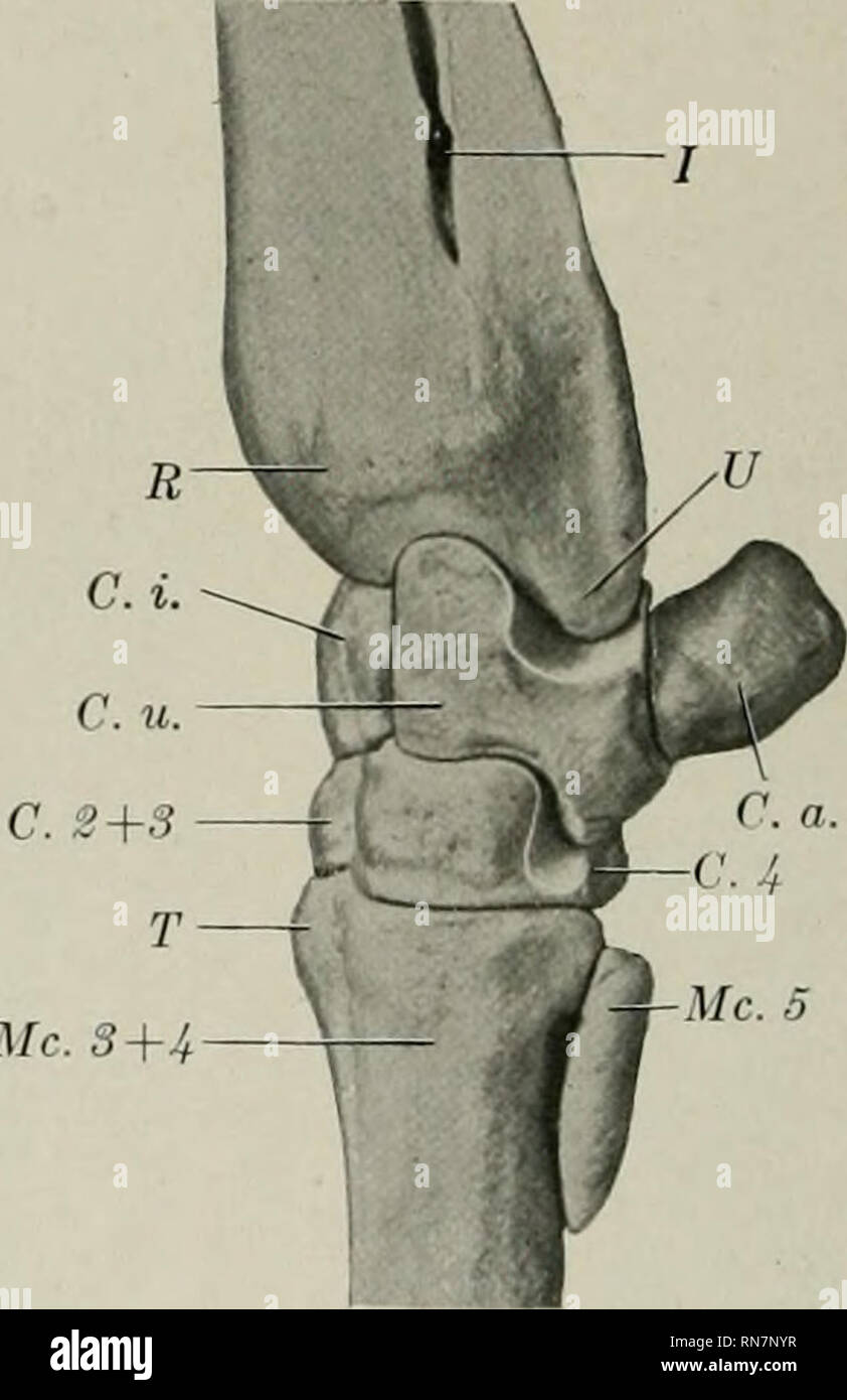 Processo stiloideo ulnare immagini e fotografie stock ad alta ...