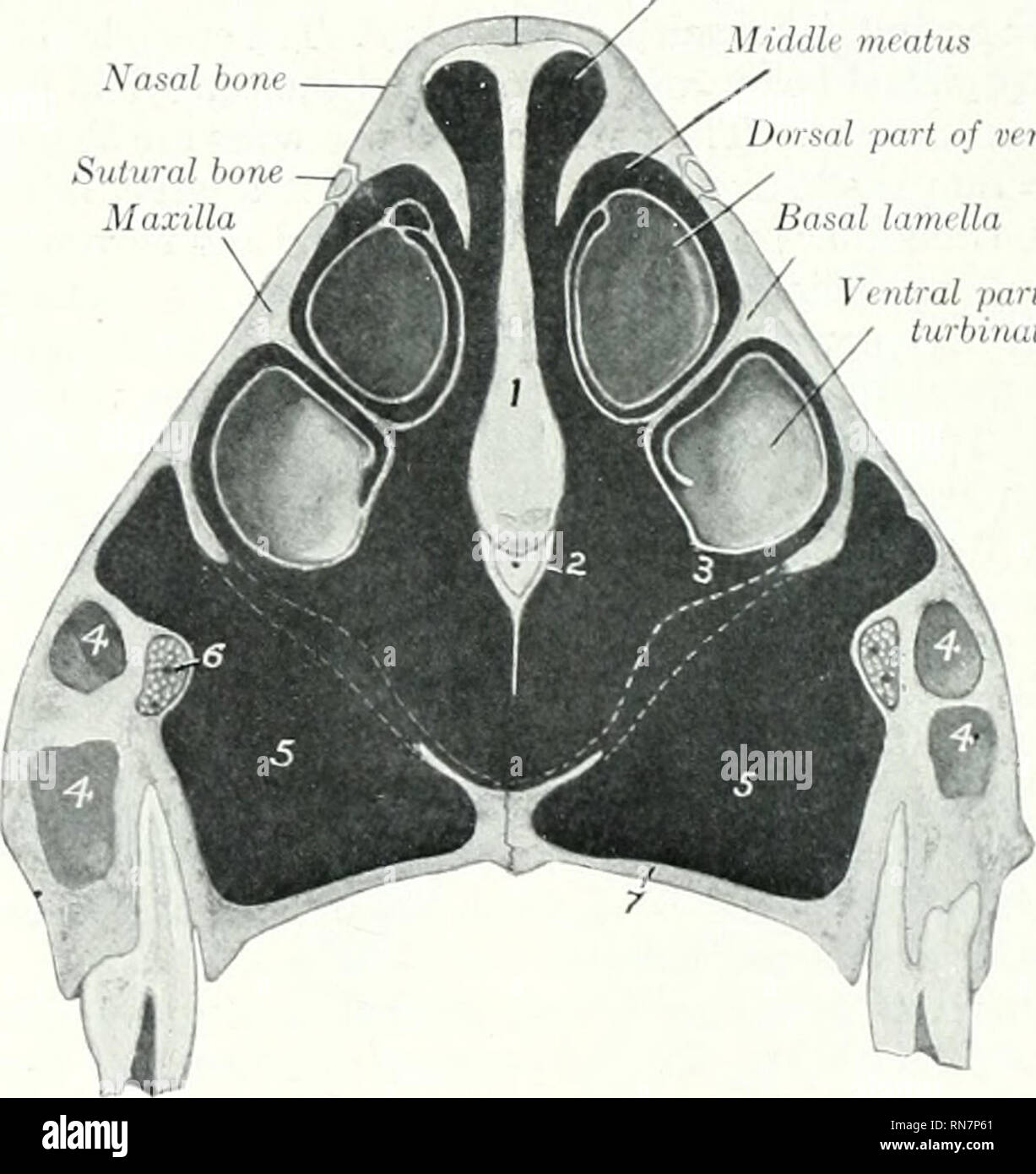 Protuberanza occipitale esterna immagini e fotografie stock ad alta ...