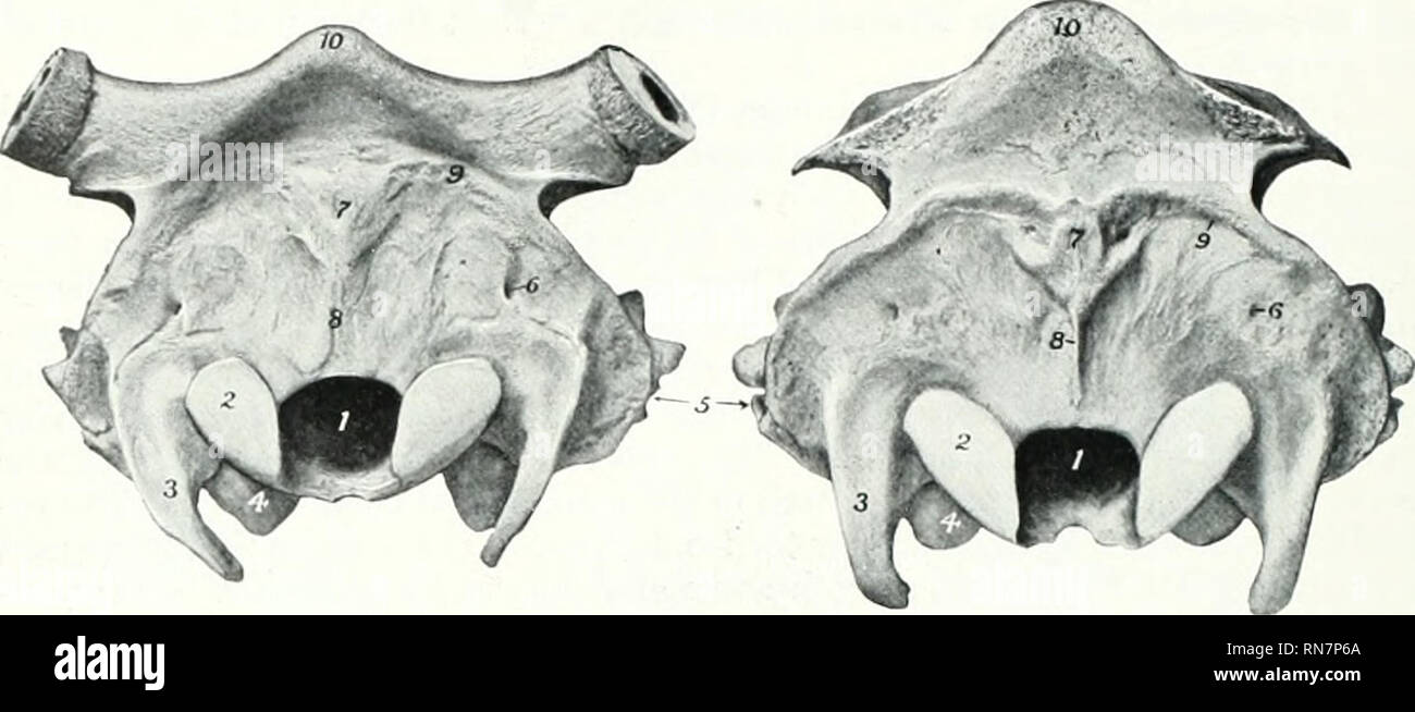 Protuberancia occipital externa immagini e fotografie stock ad alta ...