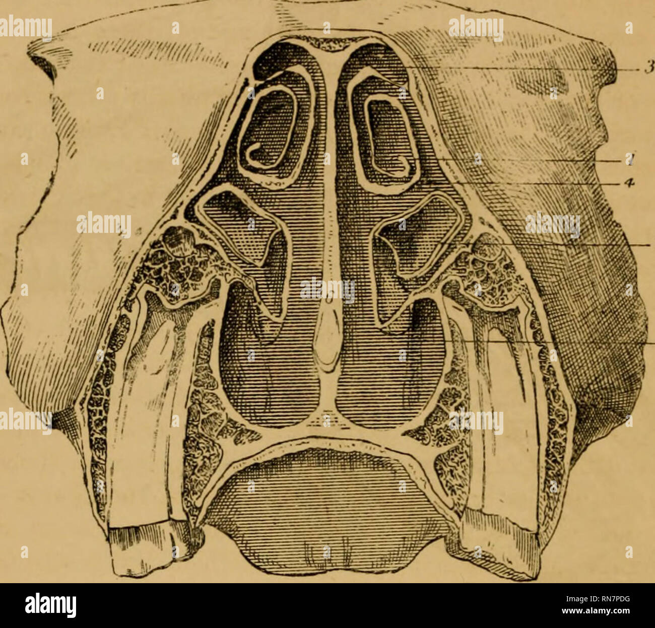 . L'anatomia del cavallo; una dissezione guida. I cavalli. 218 L ...